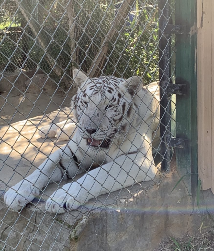 Tiger World: An Educational Attraction - Live Original