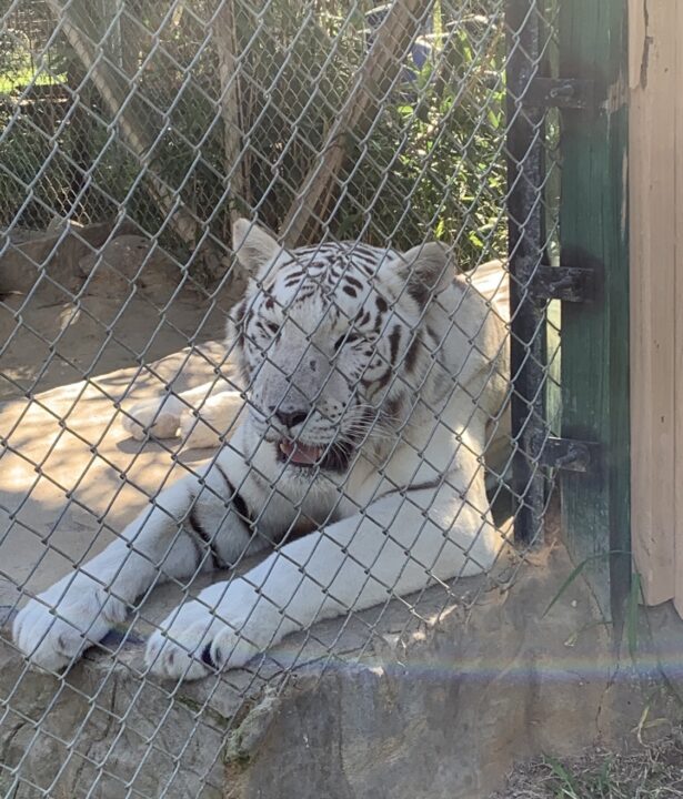 Tiger World: An Educational Attraction - Live Original