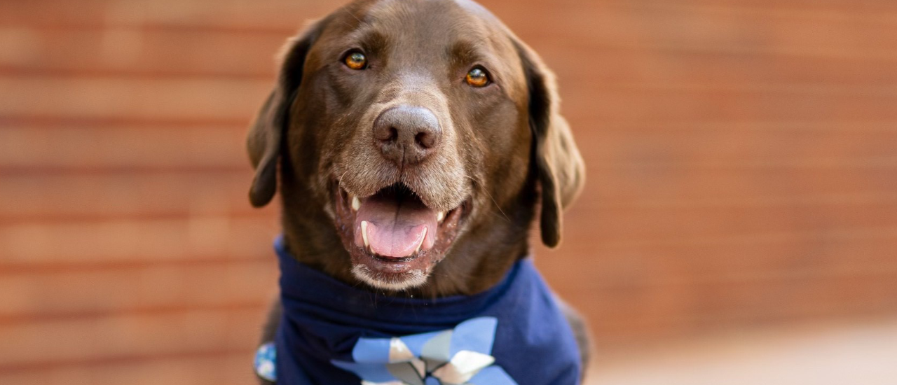 Murphy, Rowan County’s Beloved Therapy Dog, Nominated for National ...