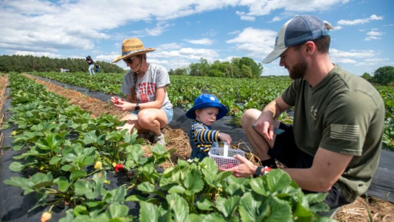 Strawberry Picking in Rowan County NC | Patterson Farm Guide