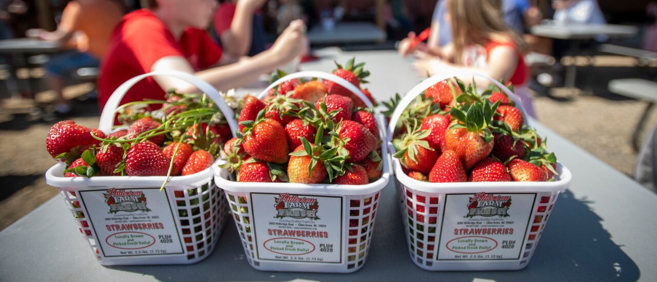 Strawberry Picking in Rowan County NC | Patterson Farm Guide